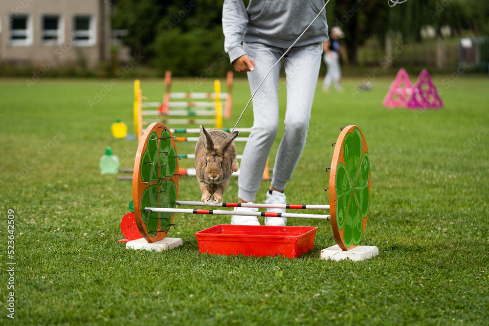 adorable rabbit bunny jumping over the obstacles during bunny race ...