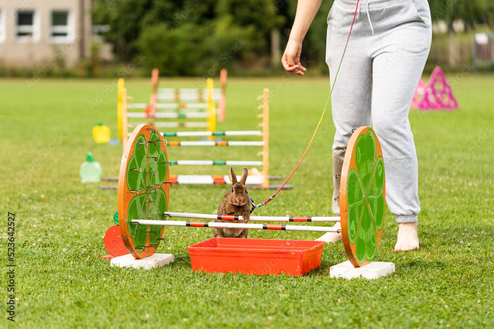 adorable rabbit bunny jumping over the obstacles during bunny race ...