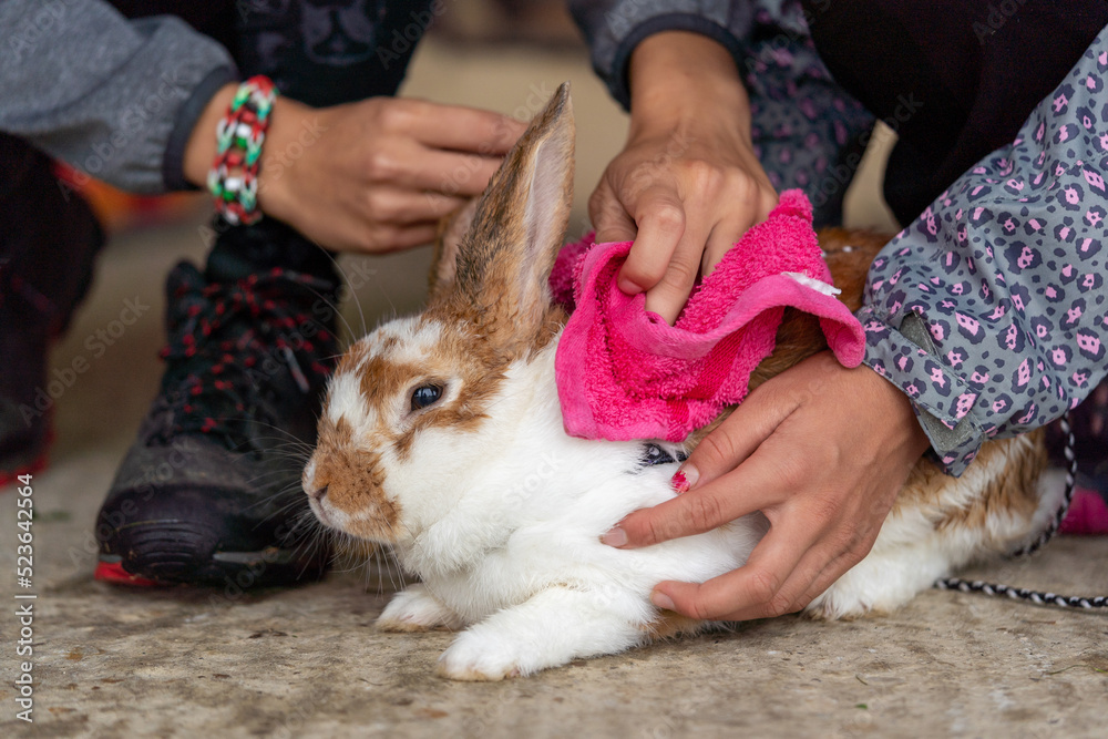 cute bunny rabbit getting dry after heavy rain, girl is drying wet ...