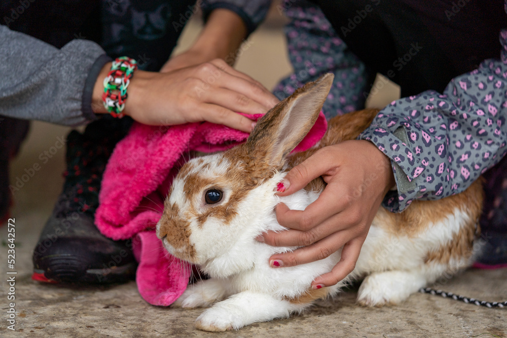 cute bunny rabbit getting dry after heavy rain, girl is drying wet ...