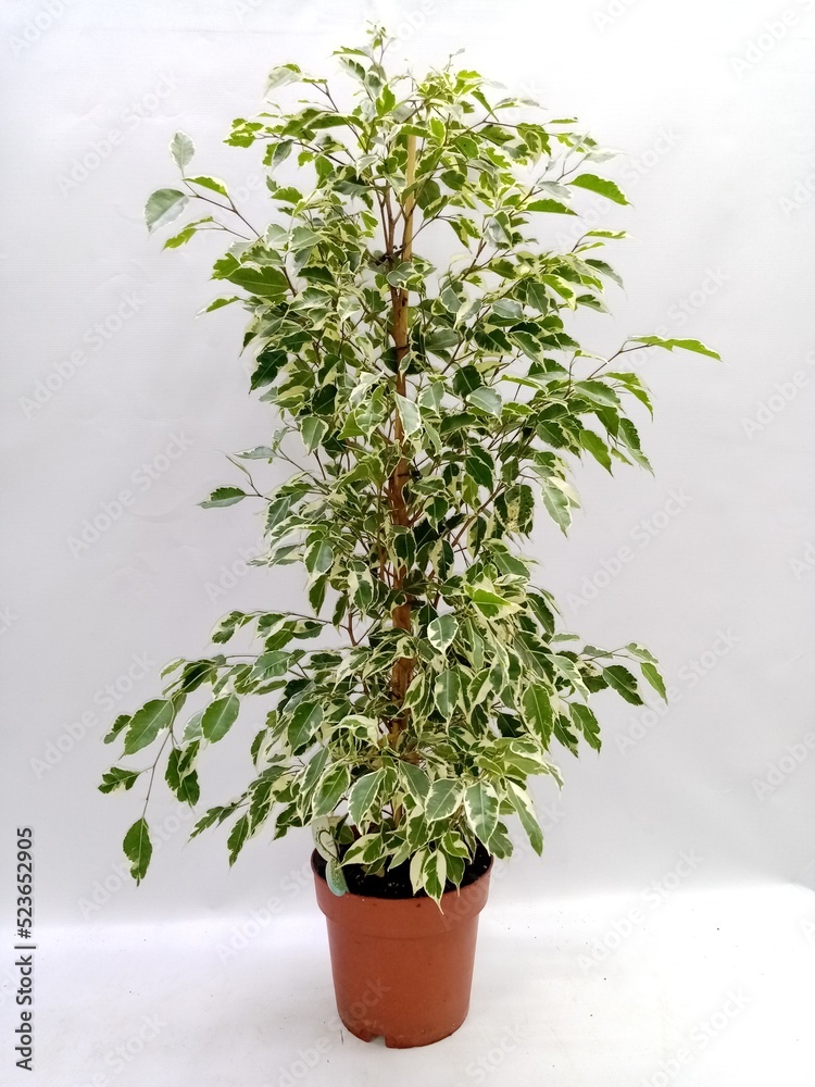 tree in a pot ficus benjamina starlight Stock Photo | Adobe Stock
