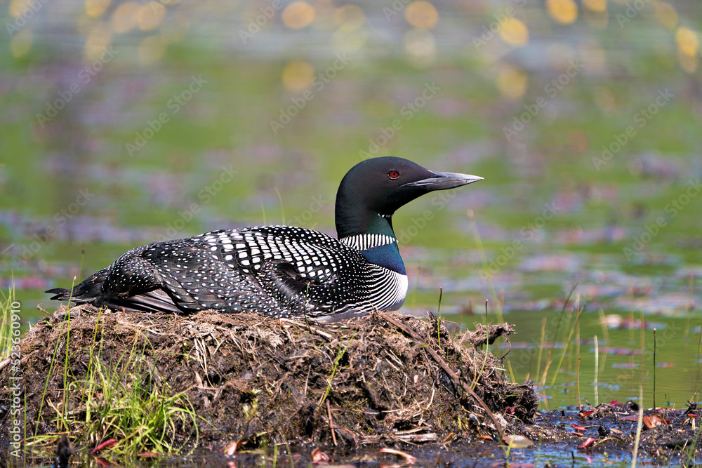 Common Loon Photo. Close-up view nesting on its nest with marsh grasses ...