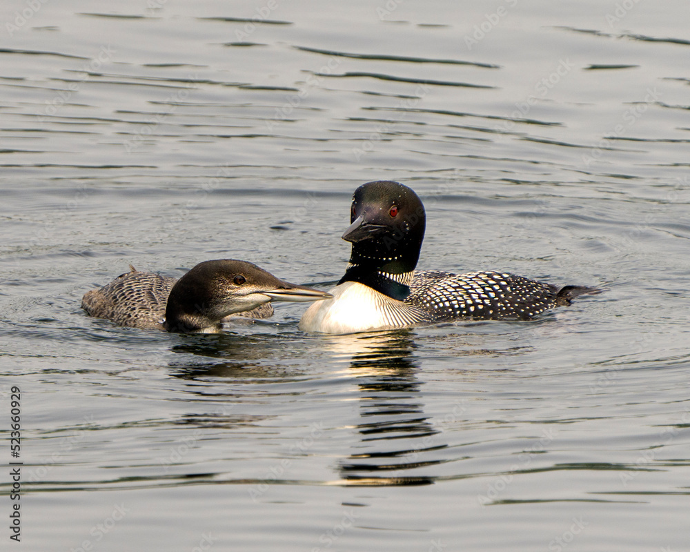 Common Loon Photo. Loon with young immature baby loon swimming in their ...