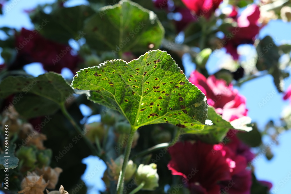Hollyhock leaves diseases. Diseases in the plant. Fungal, Aphids ...