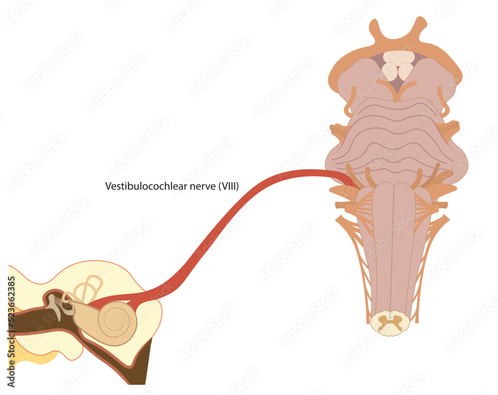 Vestibulocochlear nerve illustration. Connection of the ear to ...