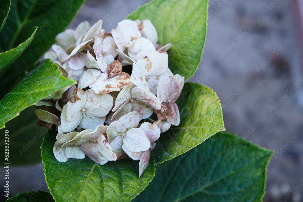 Hydrangea, Flower rotten on the tree. Flower rotten on the tree ...