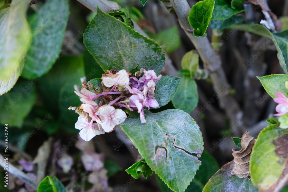 Hydrangea, Flower rotten on the tree. Flower rotten on the tree ...