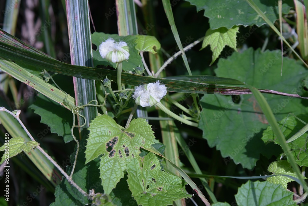 Japanese snake gourd flowers. Cucurbitaceae perenniial vine. Blooms ...