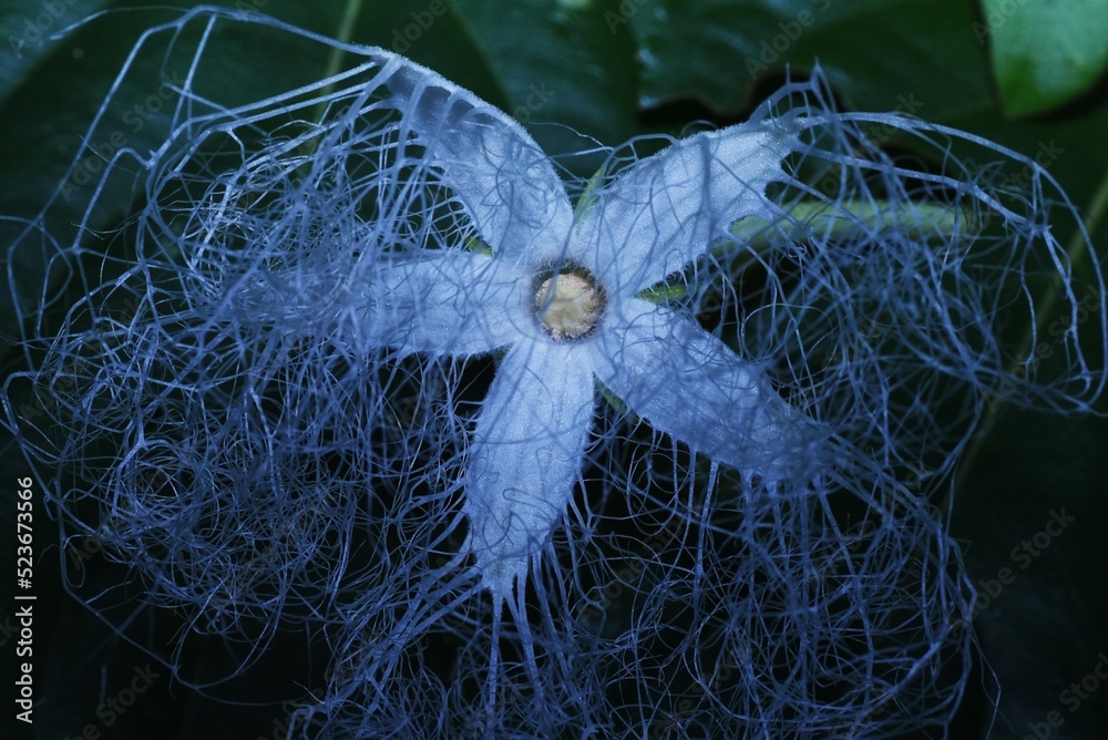 Japanese snake gourd flowers. Cucurbitaceae perenniial vine. Blooms ...