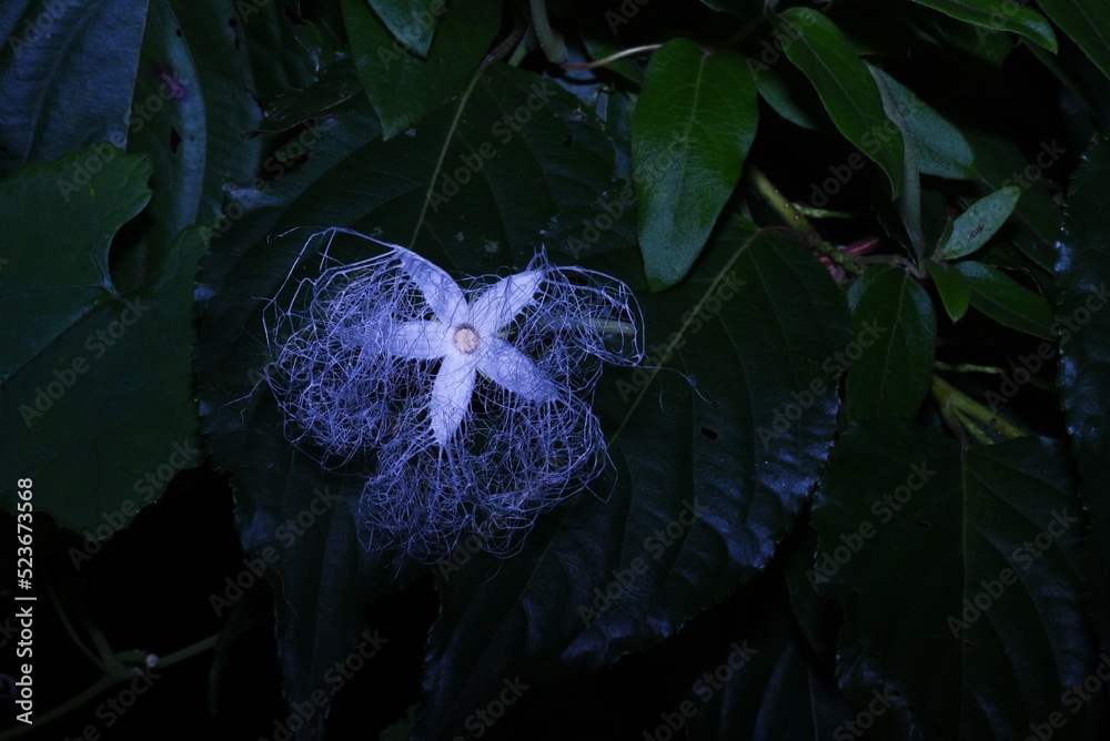 Foto de Japanese snake gourd flowers. Cucurbitaceae perenniial vine ...