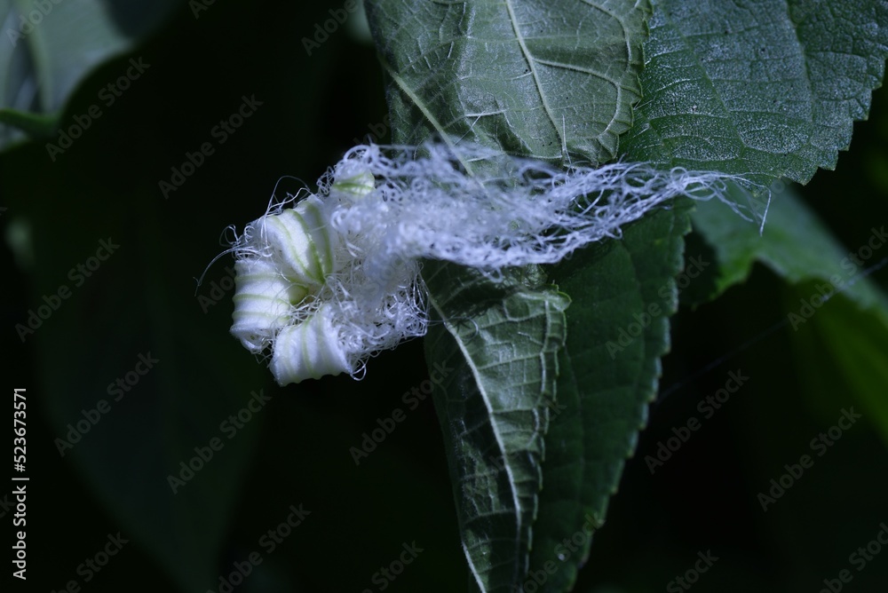 Japanese snake gourd flowers. Cucurbitaceae perenniial vine. Blooms ...