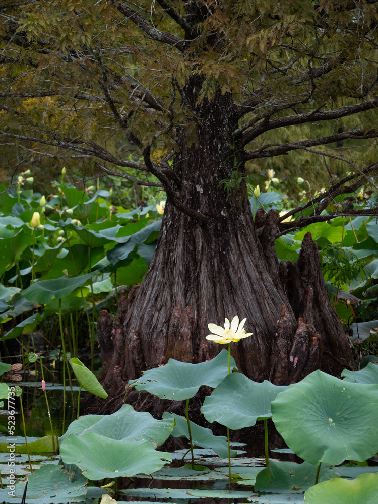 Single Yellow Lotus Flower and Lotus Plants in Front of Bald Cypress ...