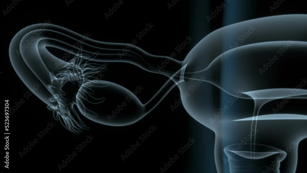 3d illustartion of human female reproductive system anatomy Stock Video ...