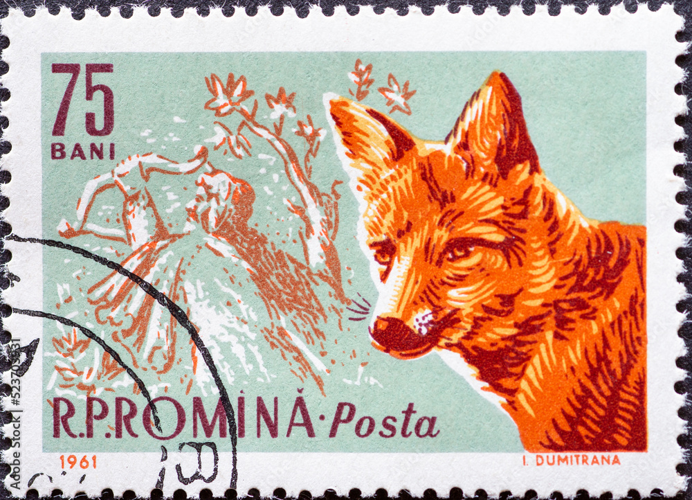 ROMANIA - CIRCA 1961: a postage stamp from Romania showing a Red Fox ...