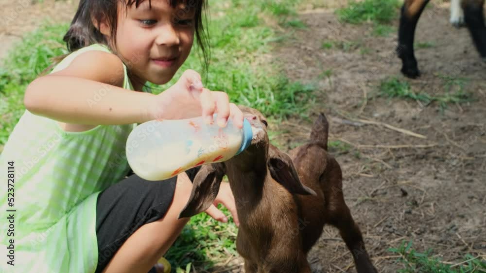 Asian little girl feeding a baby goat with milk in a bottle. A cute ...