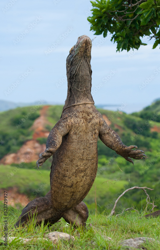 Komodo dragon is standing upright on their hind legs. Indonesia. Komodo ...