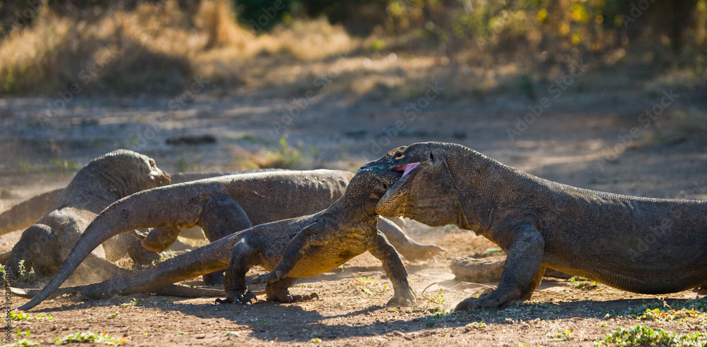 Komodo Dragons are fighting each other. Indonesia. Komodo National Park ...