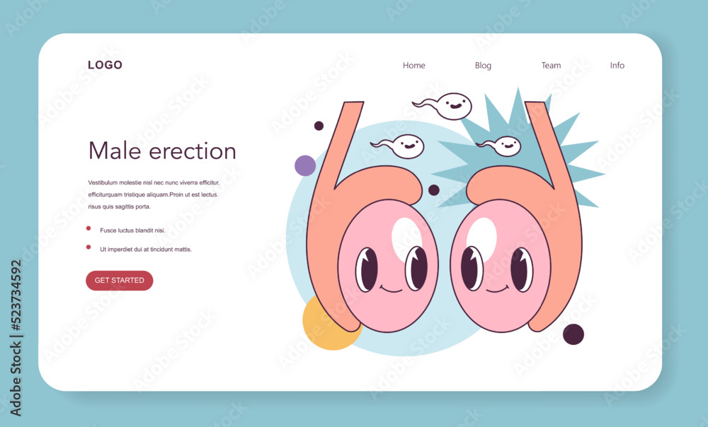 Male reproductive system. Healthy male testis, reproductive system ...