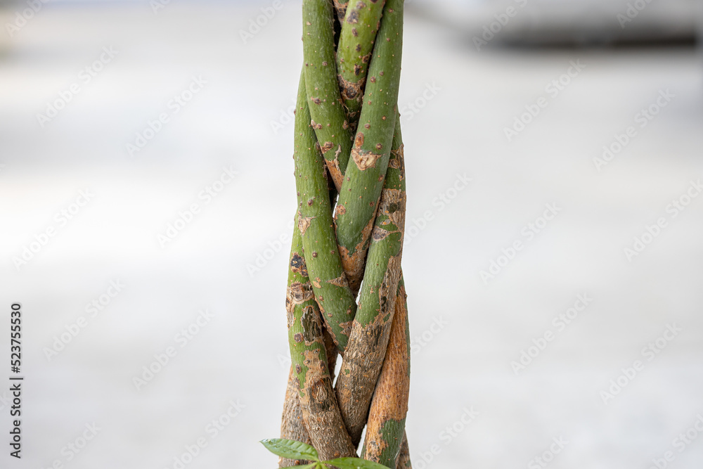 Braided trunks of Pachira aquatica plants. In horticulture they grow ...