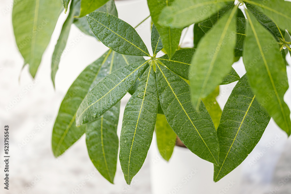 Pachira aquatica leaves. It is a tropical wetland tree native to ...