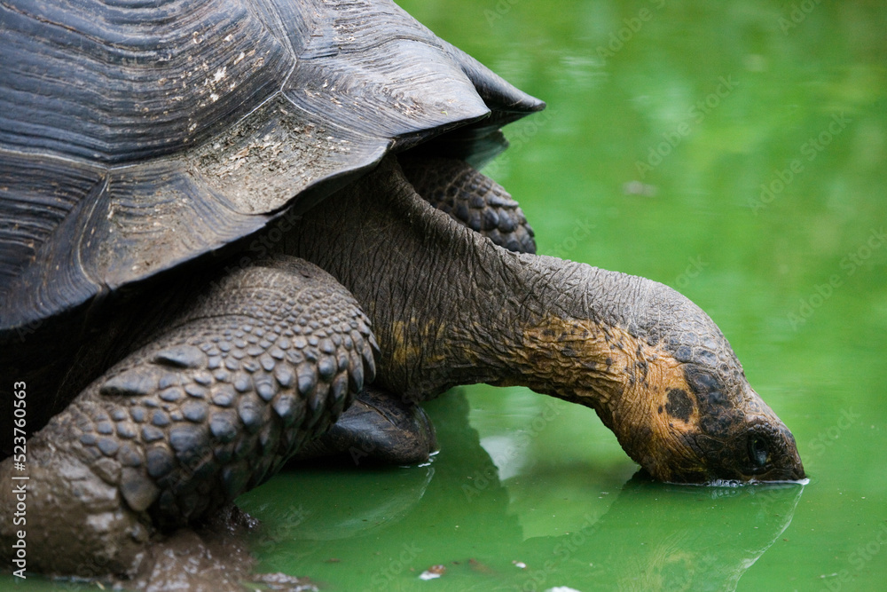 Gigantic tortoise (Chelonoidis elephantopus) is drinking water from a ...