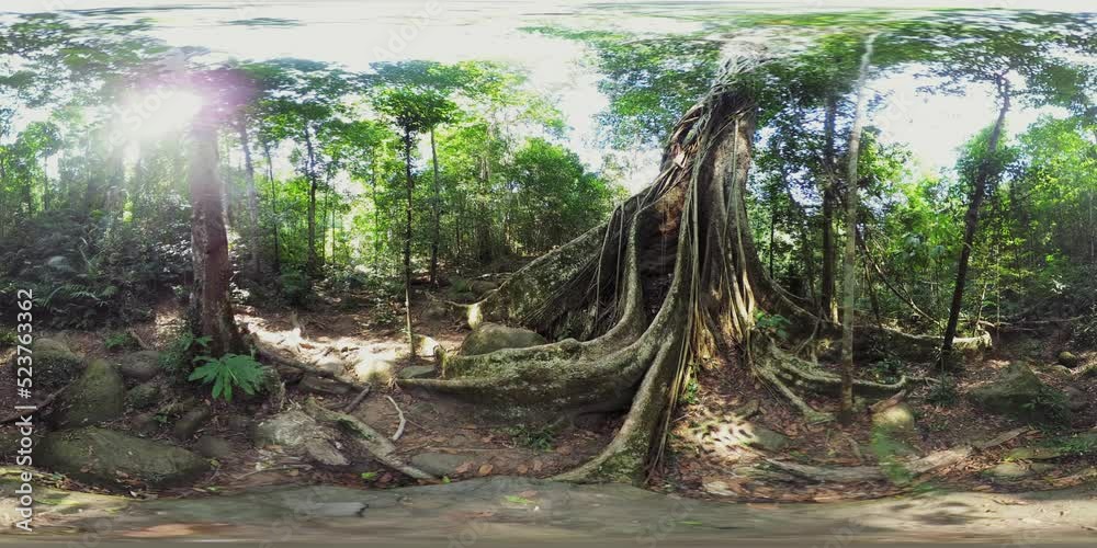 360VR video of Thailand jungle scene - the banyan tree with its great ...