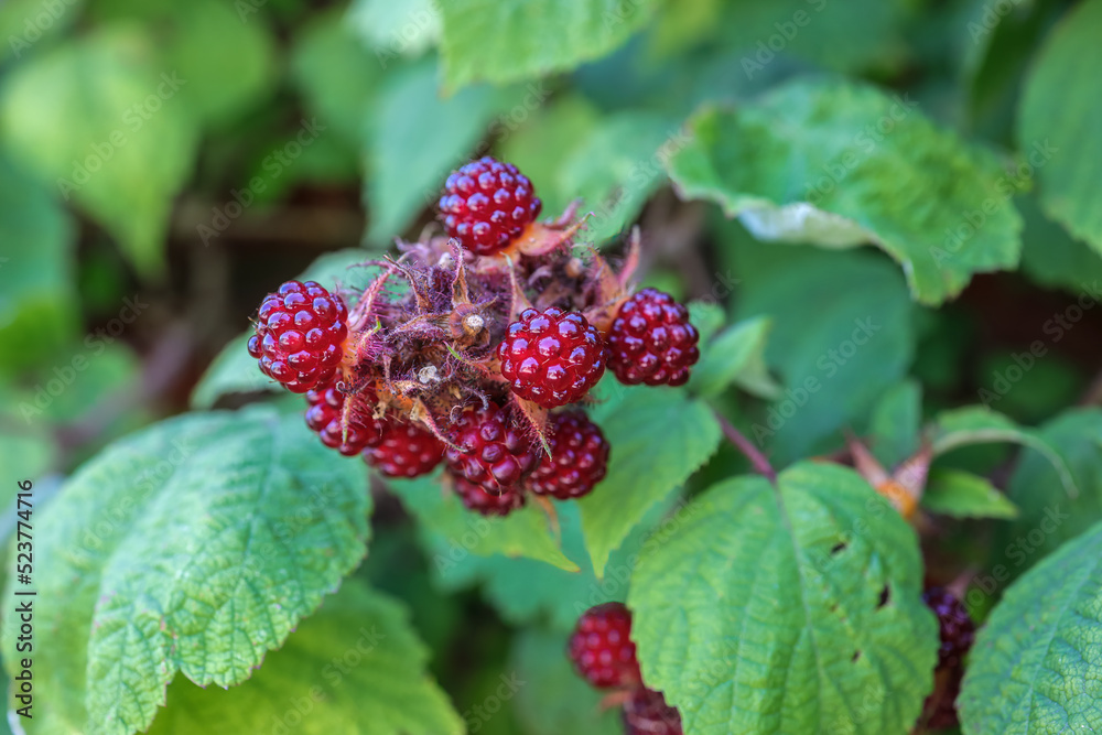 Rubus phoenicolasius (Japanese wineberry, wine raspberry,wineberry or ...