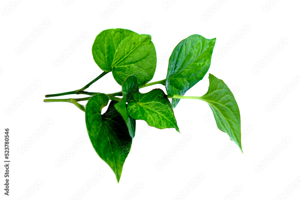 Houttuynia cordata Thunb or Plu Kaow in Thai, isolated on white ...