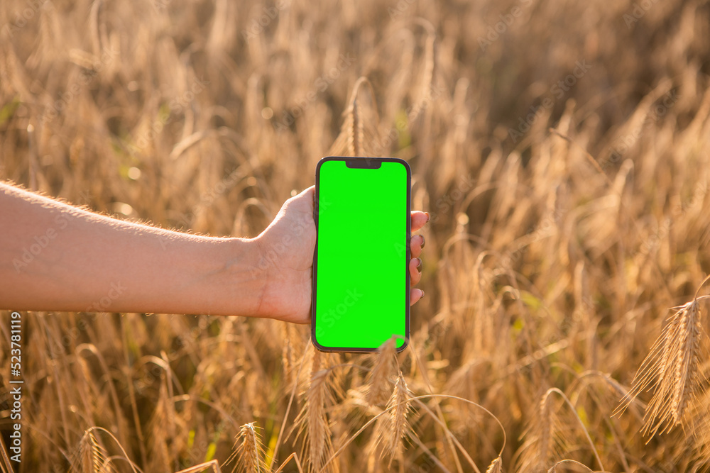 Green screen smartphone on the wheat field background. Chroma key ...