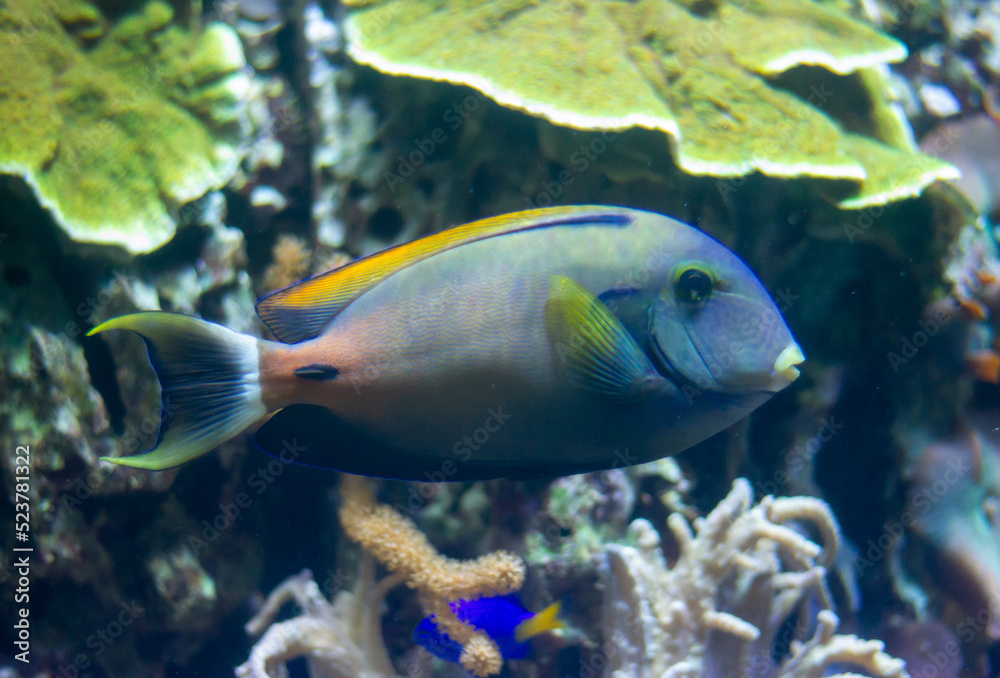 Surgeonfish swimming underwater in an aquarium Stock Photo | Adobe Stock