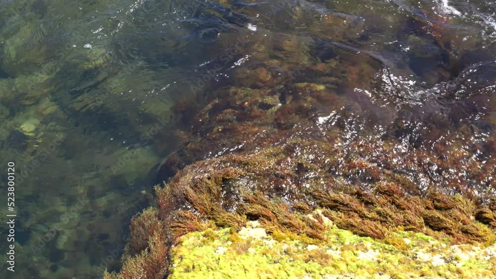 Algae on the stone. Green algae and brown algae on the rocks at a ...
