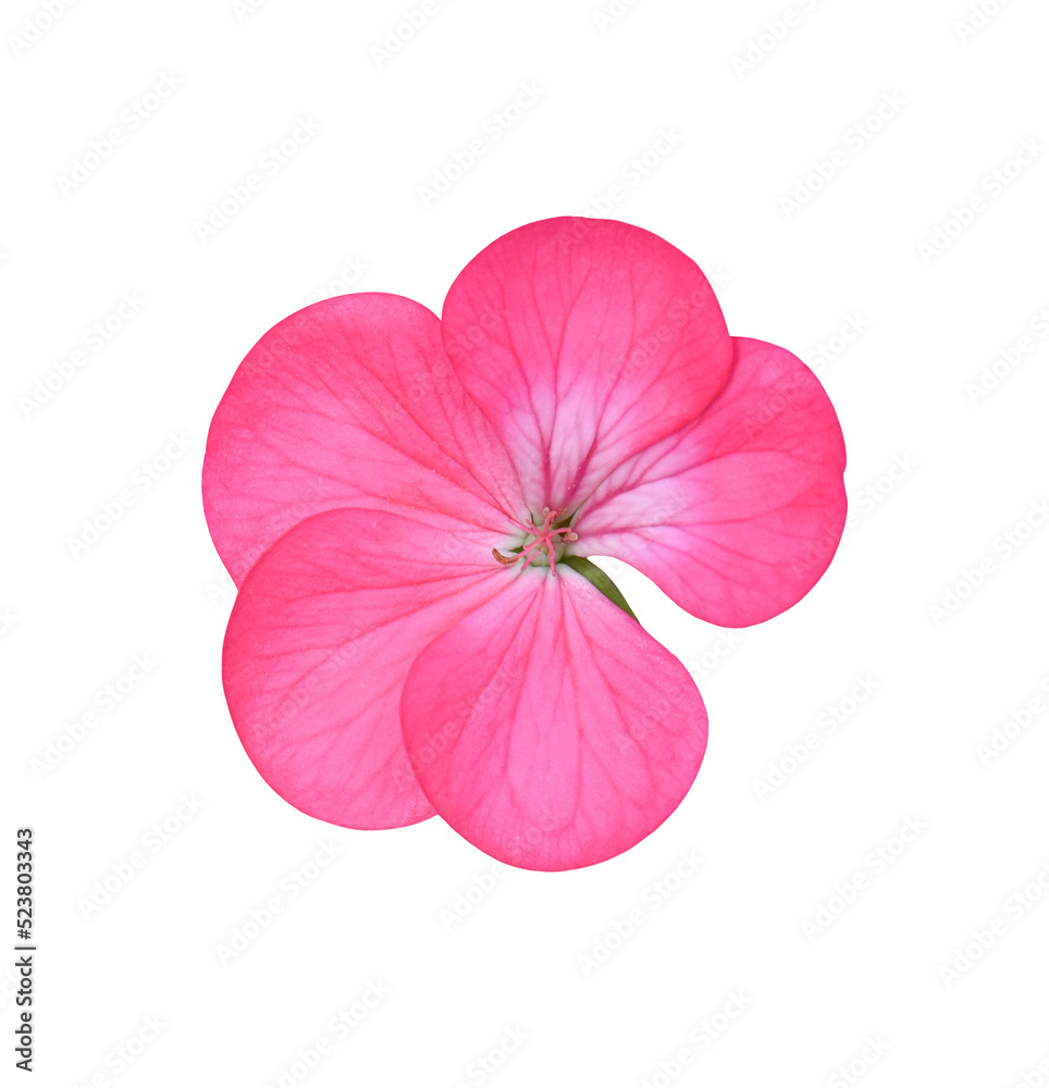 Flower of Geranium isolated on transparent background - PNG format ...