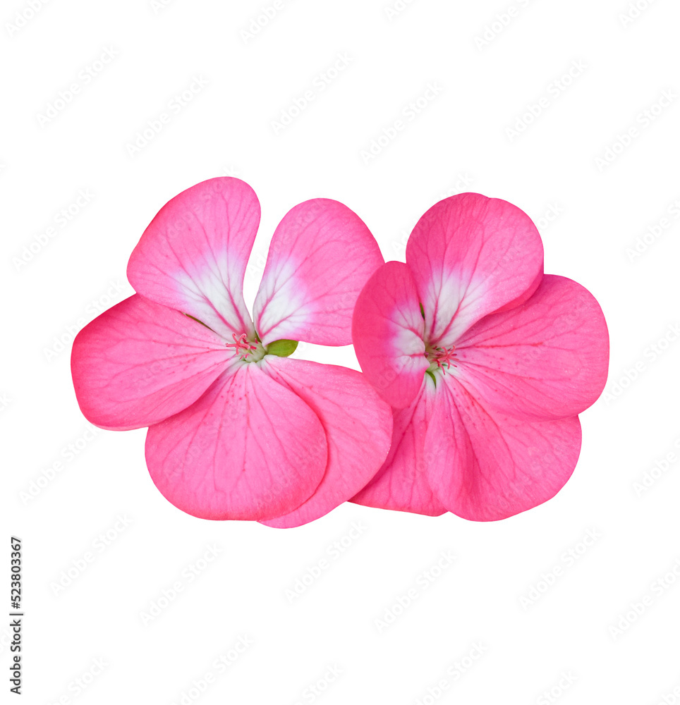 Flower of Geranium isolated on transparent background - PNG format ...