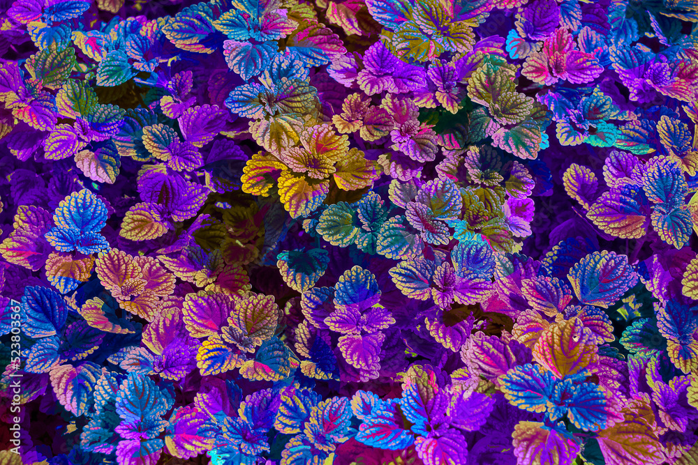 beautiful green leaves background for wallpaper and backdrop Stock ...