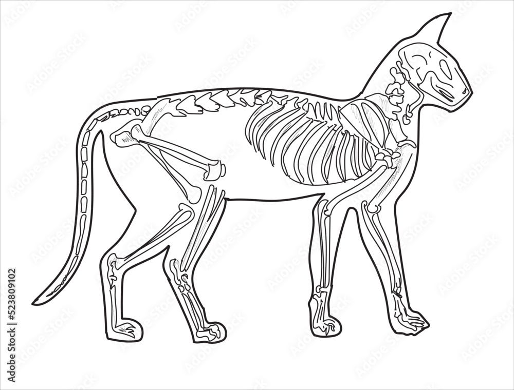 Cat skeletal system on a white background sketch hand drawing vector ... Cat skeletal system on a white background sketch hand drawing vector ...