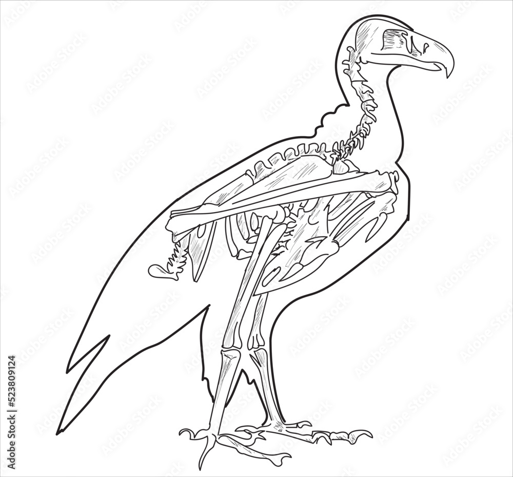 Bird skeletal system on a white background sketch hand drawing vector ...