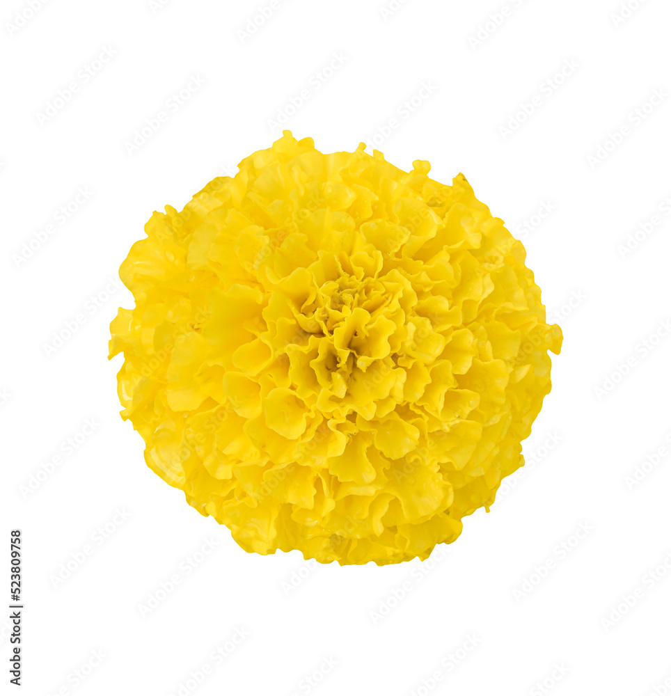 marigold flower isolated on transparent background - PNG format. Stock ...