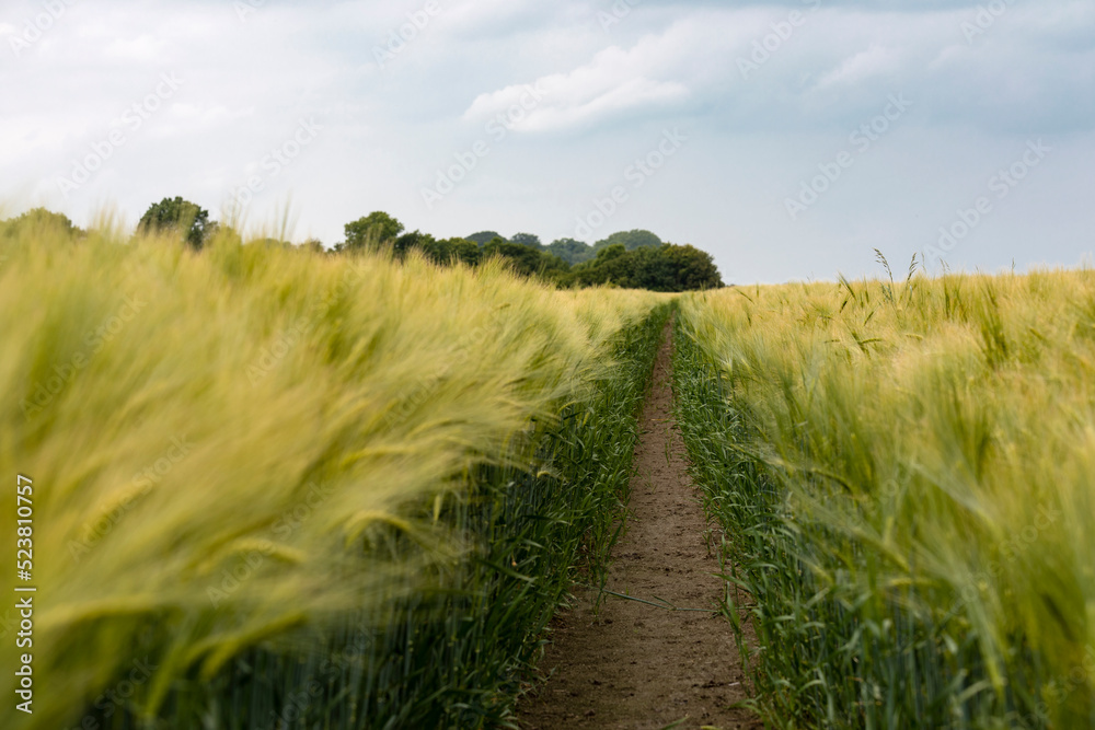 Traktorschneise durch ein Gerstenfeld bei Maasholm an der Ostsee im ...