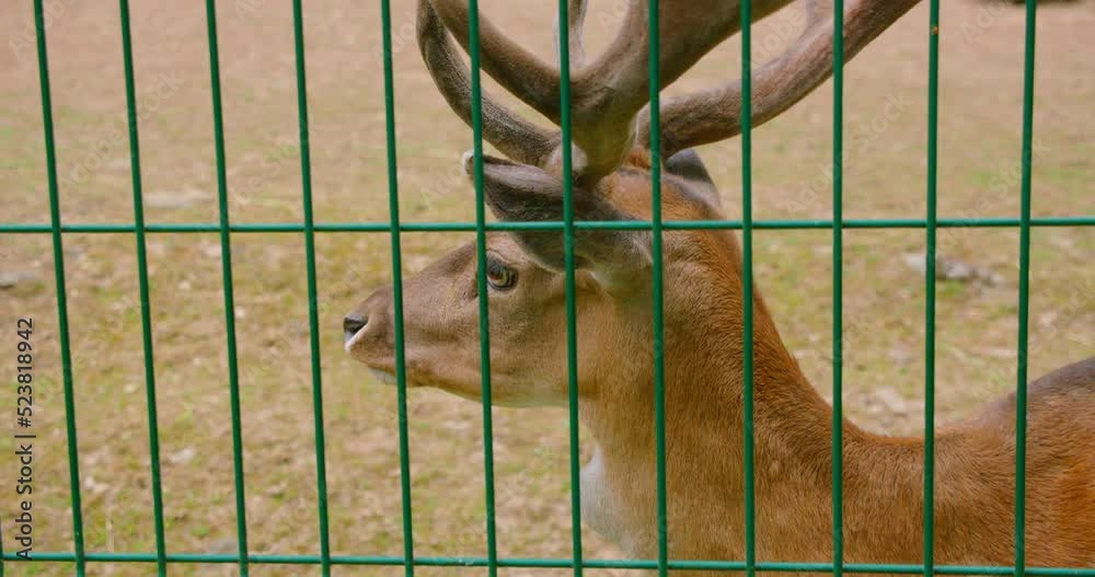 Horned deer behind bars close-up. Wild doe in jail. Animals in ...