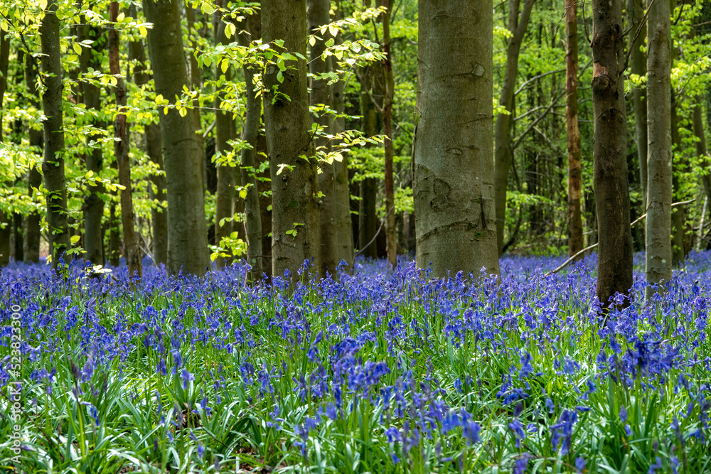 carpet of Beautiful bluebells a symbol of humility constancy gratitude ...
