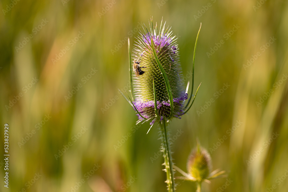 Oset kwitnący z pszczołą Stock Photo | Adobe Stock