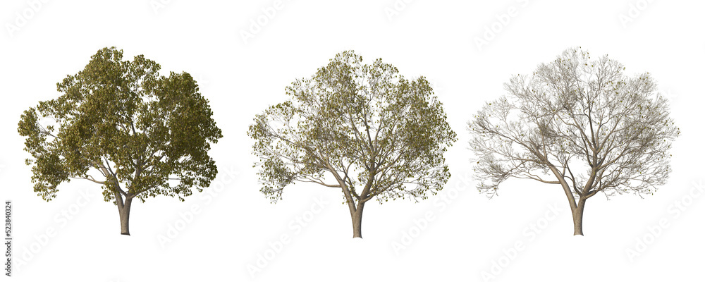 Tree on a transparent background Stock Illustration | Adobe Stock