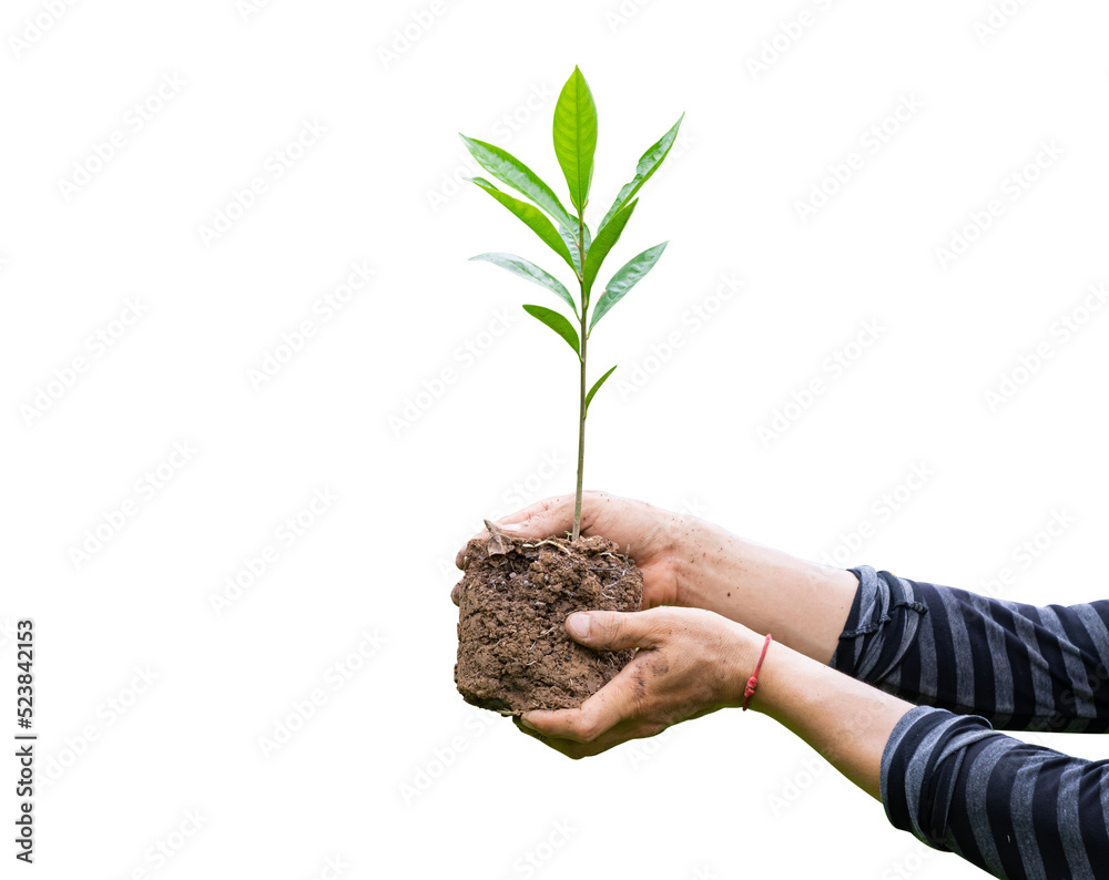 Tree plant in hand isolated on transparent background - PNG format ...