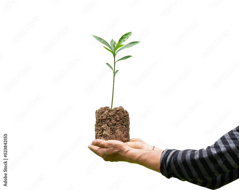 Tree plant in hand isolated on transparent background - PNG format ...