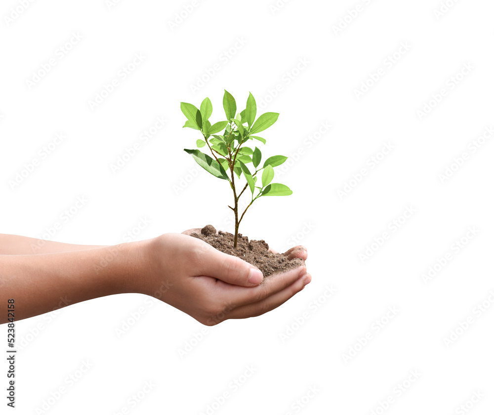 Tree plant in hand isolated on transparent background - PNG format ...