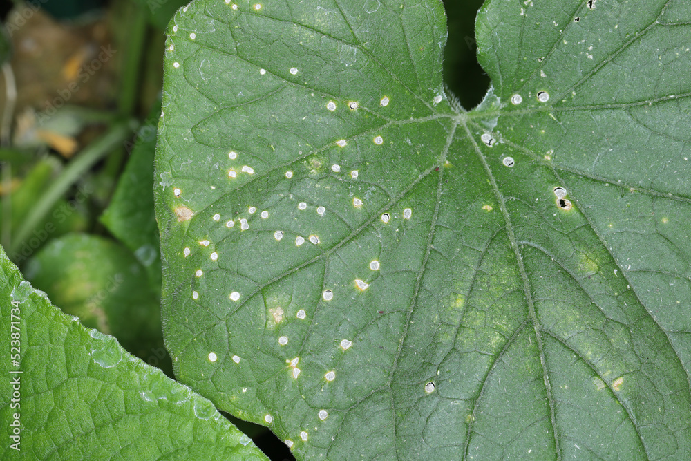 White round spots on the leaves of cucumber in the garden, a fungal ...