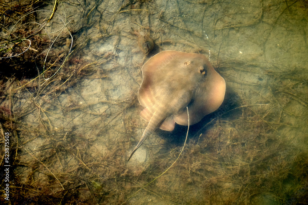 Baby Stingrays Swimming