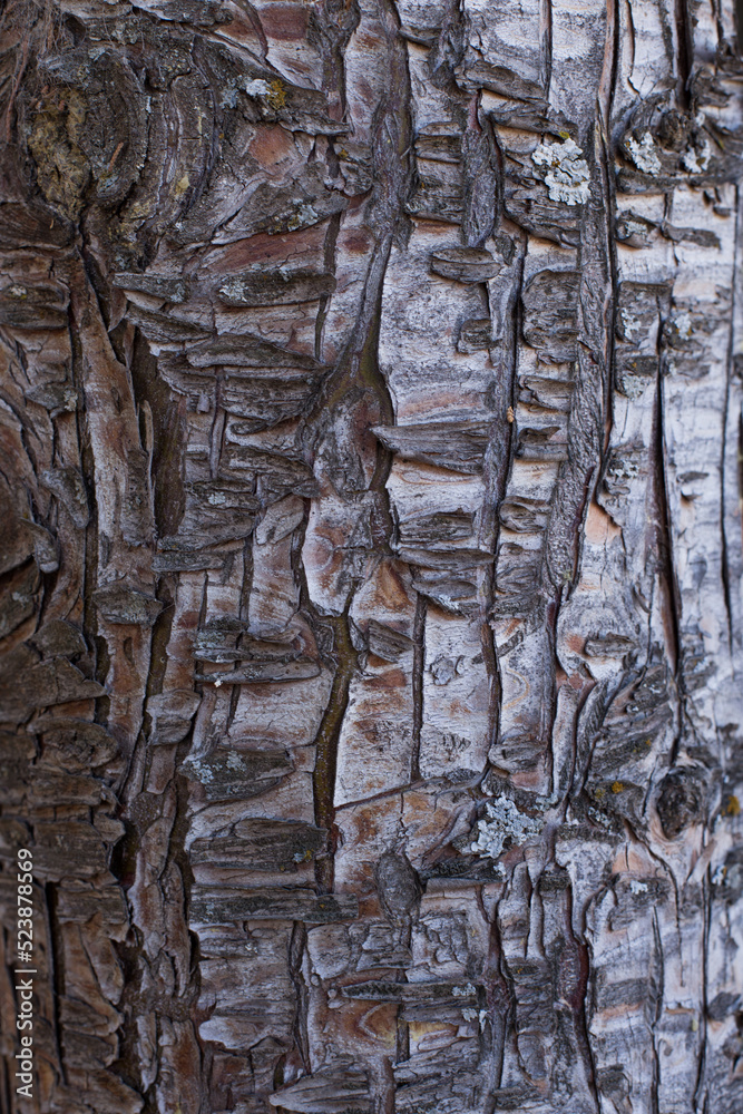 Fondo-textura de corteza de árbol viejo. Concepto de naturaleza, fondos ...