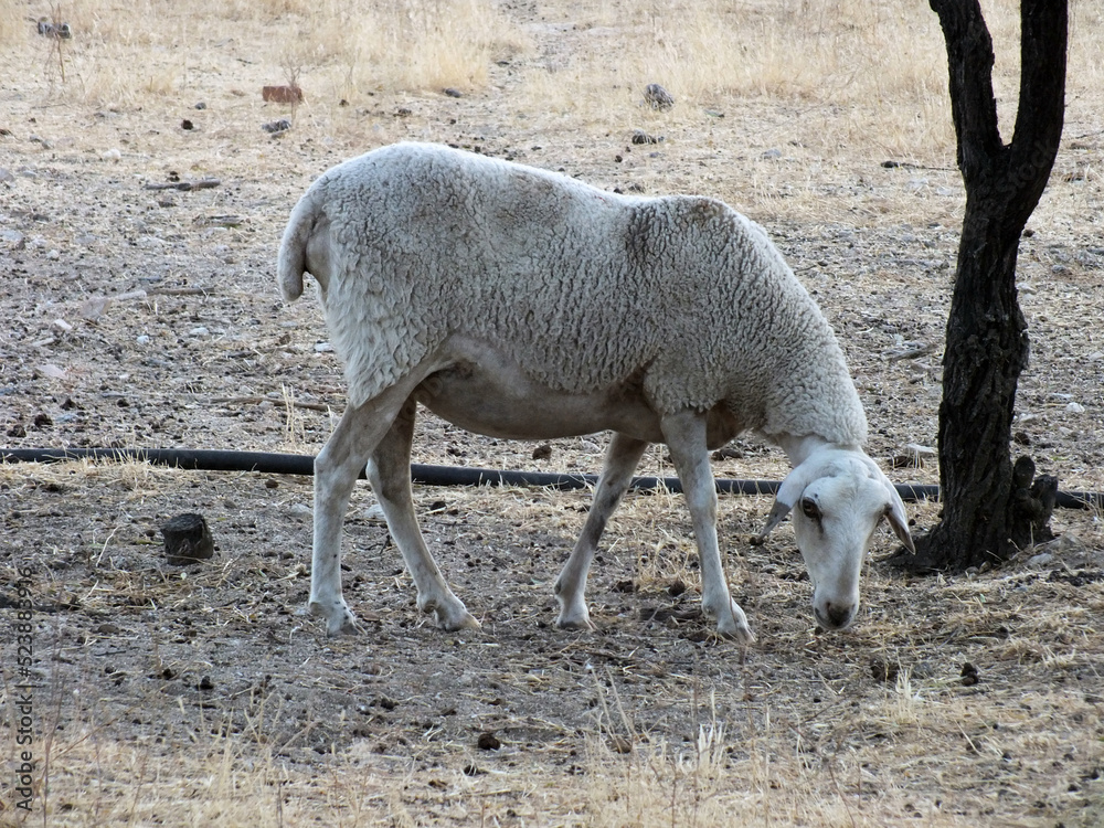 Ovejas Stock Photo | Adobe Stock