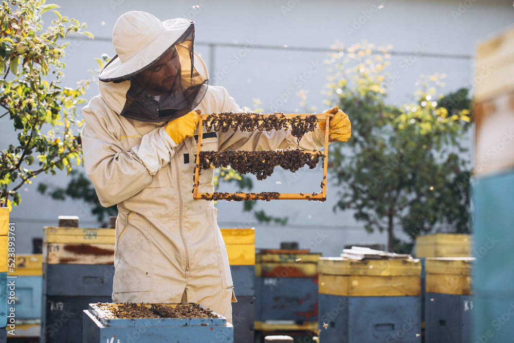 Bees and organic honeycomb with royal jelly. Man beekeeper holding a ...